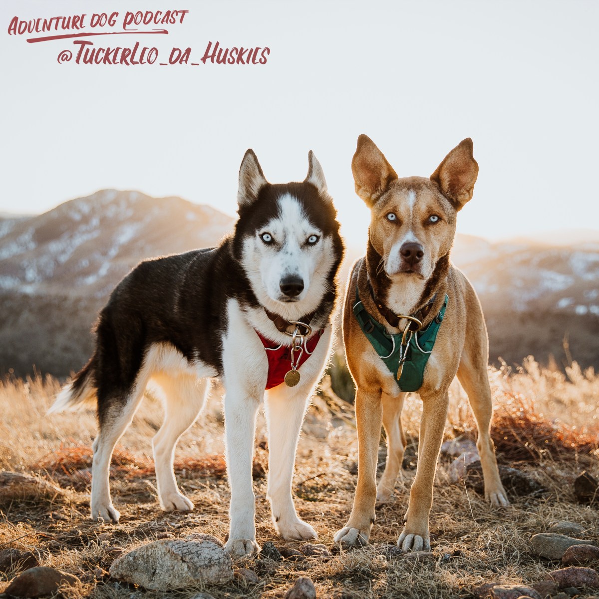 Julie and Tucker & Leo @TuckerLeo_Da_Huskies